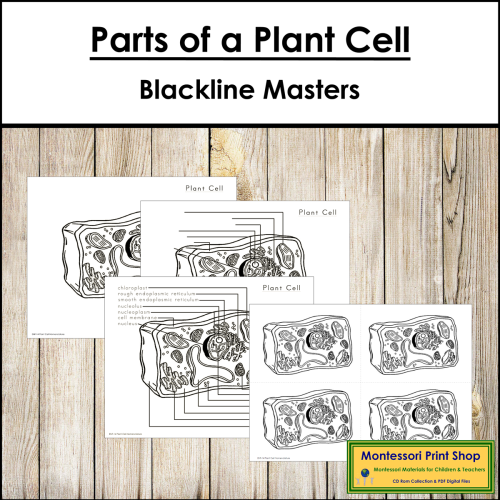 Parts of a Plant Cell - Elementary Montessori Nomenclature | Made By ...
