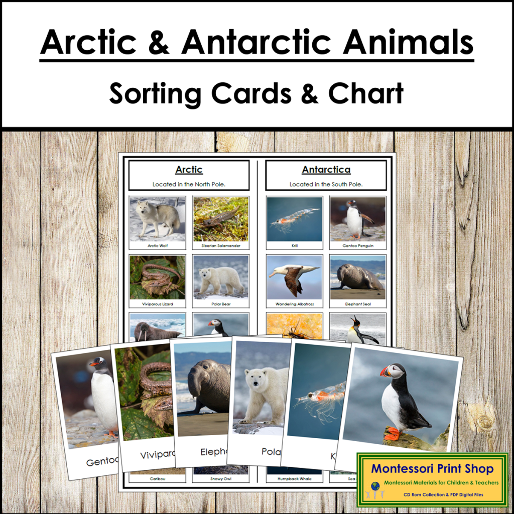 Arctic and Antarctic Animal Sorting (Sorting Cards & Control Chart ...