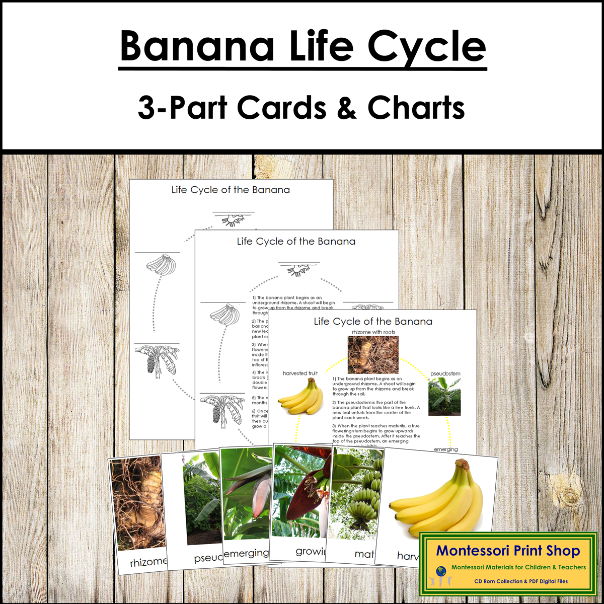 The Banana Life Cycle 3-Part Cards & Charts - Montessori Nomenclature ...