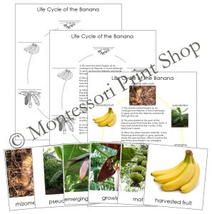 The Banana Life Cycle 3-Part Cards & Charts - Montessori Nomenclature ...