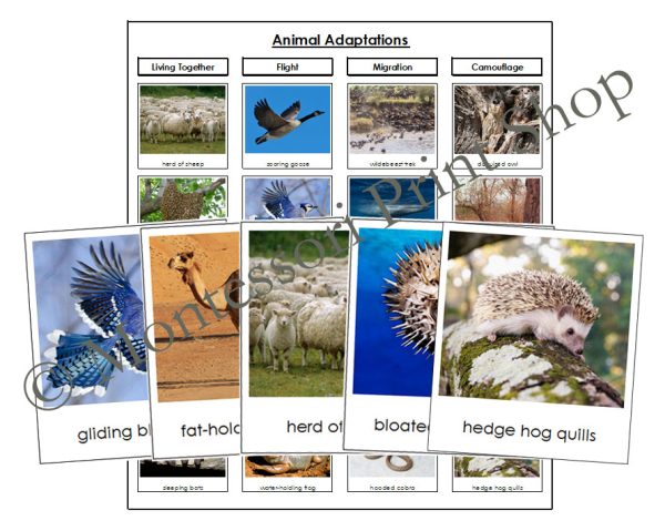 Animal Adaptations - Sorting Cards, Information & Control Chart - Made ...