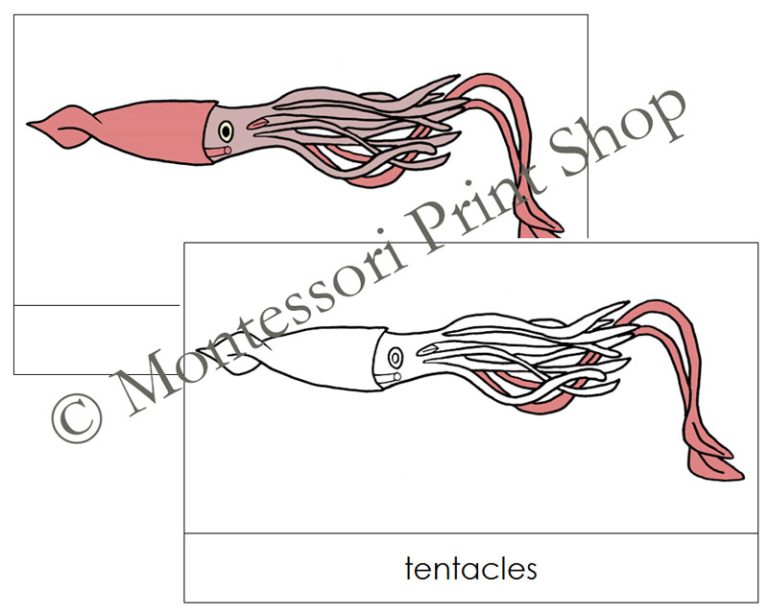 Parts of a Squid 3-Part Cards - Montessori Nomenclature | Made By Teachers