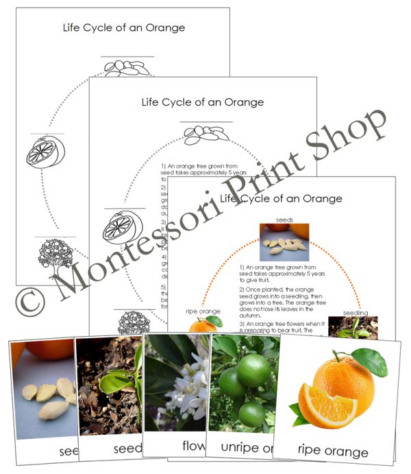 The Orange Life Cycle 3-Part Cards & Charts - Montessori Nomenclature ...