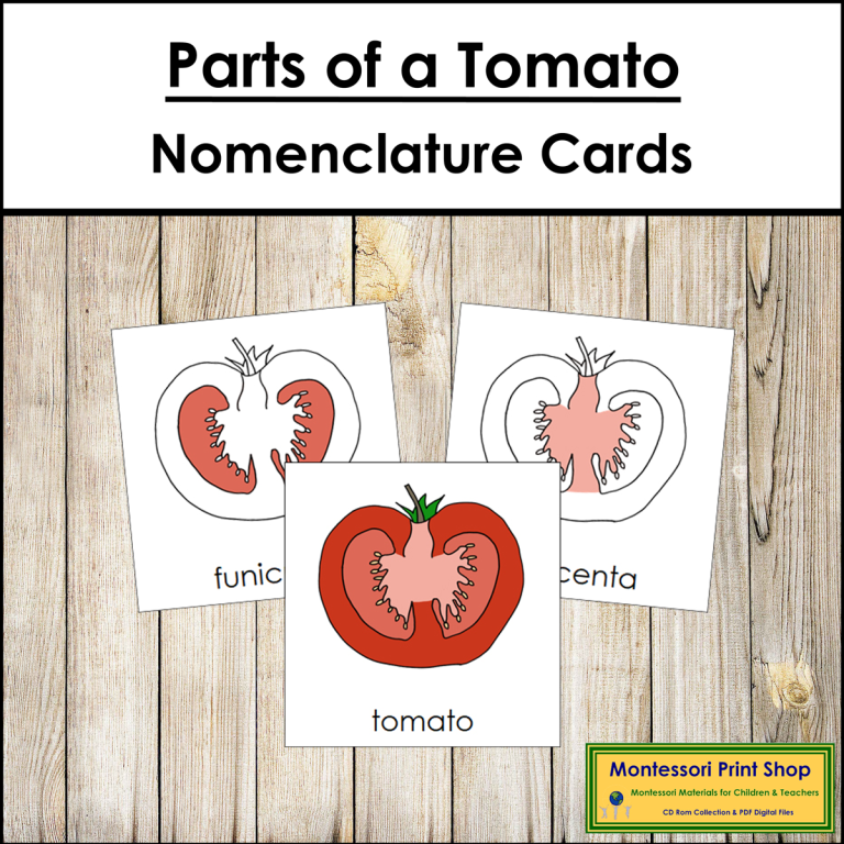 Parts of a Tomato 3-Part Cards - Montessori Nomenclature - Made By Teachers