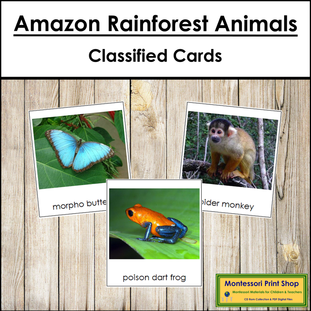Types of Amazon Rainforest Animals - Montessori 3-Part Cards ...
