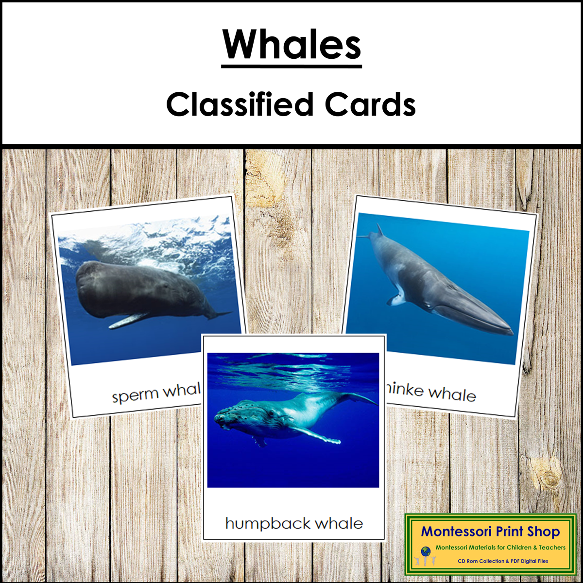 Types of Amazon Rainforest Animals - Montessori 3-Part Cards ...