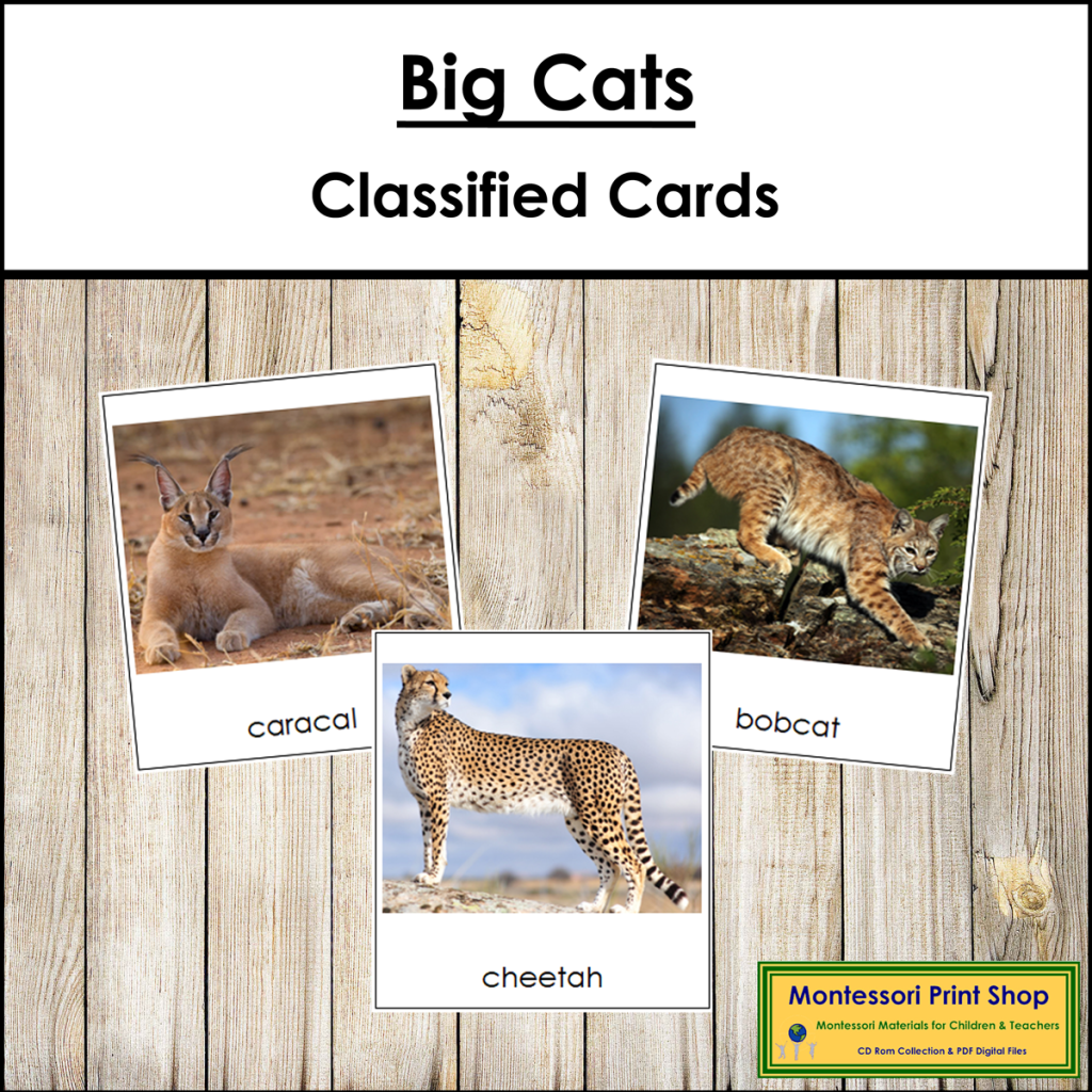 Types of Big Cats - Montessori 3-Part Cards - Vocabulary, ESL | Made By ...