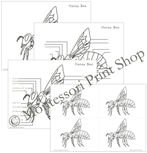 Parts of a Honey Bee - Elementary Montessori Nomenclature - Made By ...