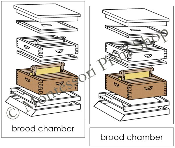 Parts of a Beehive 3-Part Cards - Montessori Nomenclature | Made By ...