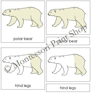 Parts of a Polar Bear 3-Part Cards - Montessori Nomenclature - Made By ...