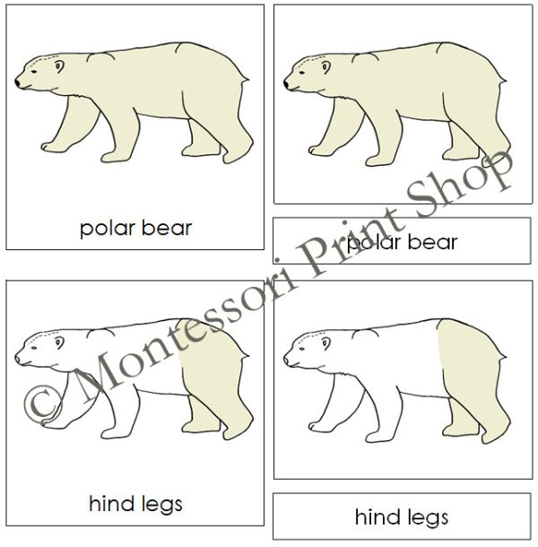 Parts of a Polar Bear 3-Part Cards - Montessori Nomenclature - Made By ...