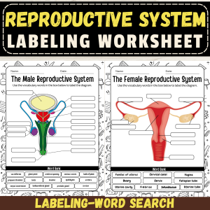 Label the Male and Female Reproductive System Worksheet: Explore Human ...