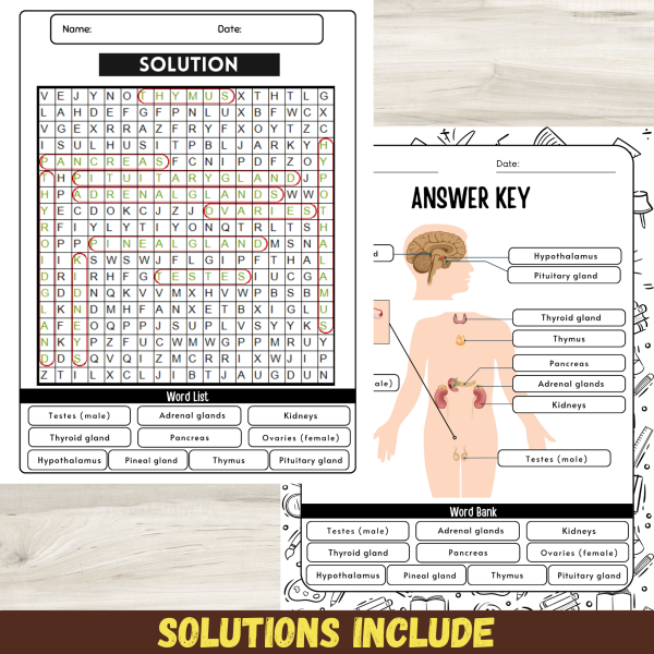 Label the Endocrine System Worksheet: Endocrine System Activity ...