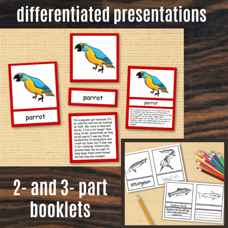 Animal Kingdom Cards Booklets BUNDLE - Montessori Zoology Animal ...