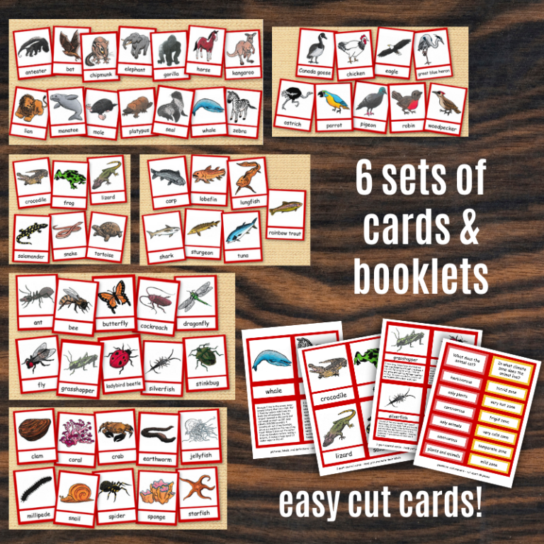 Animal Kingdom Cards Booklets BUNDLE - Montessori Zoology Animal ...