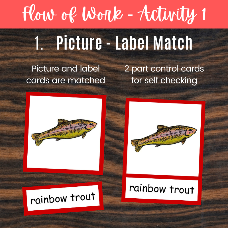 Animal Kingdom Cards Booklets BUNDLE - Montessori Zoology Animal ...