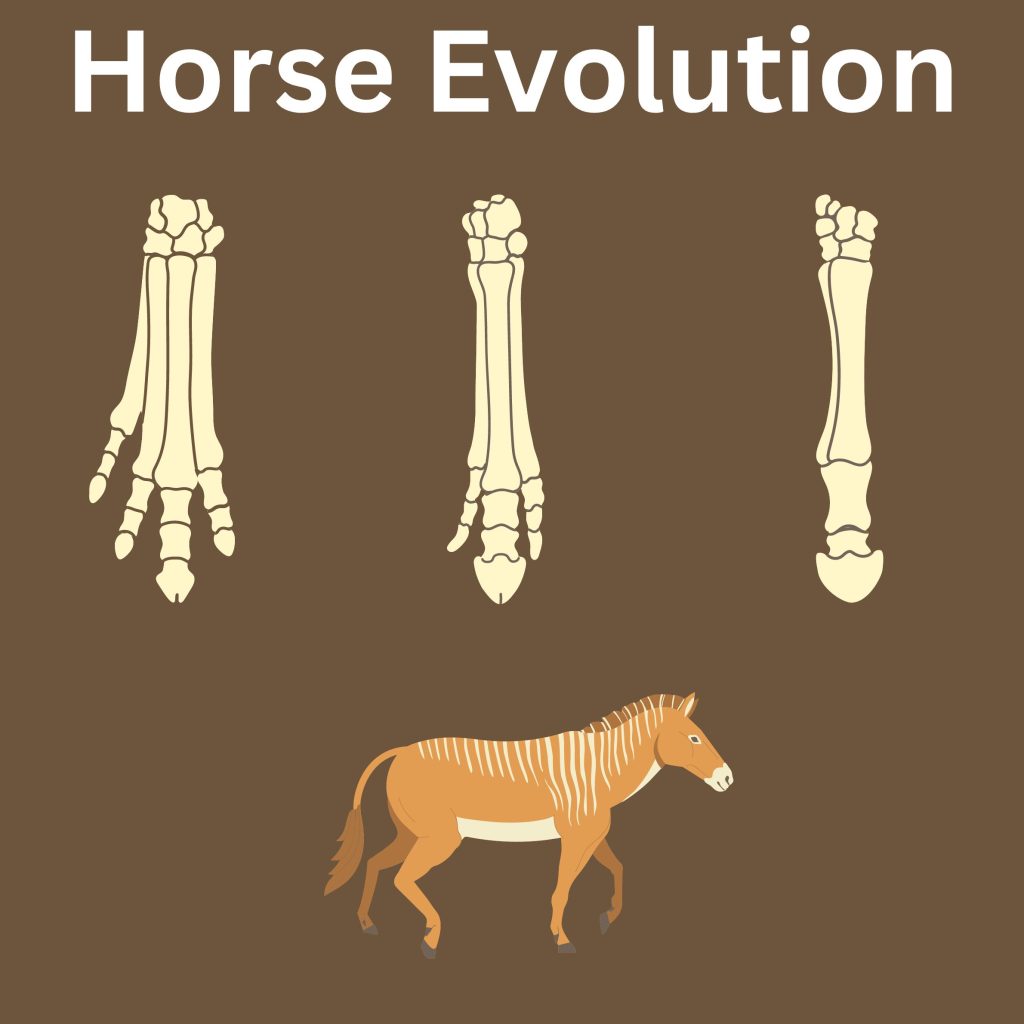 AP Biology Evolution and Common Ancestry Labs and Multiple Choice ...
