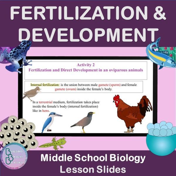 Fertilization and Development | PowerPoint Lesson Slides Middle School ...