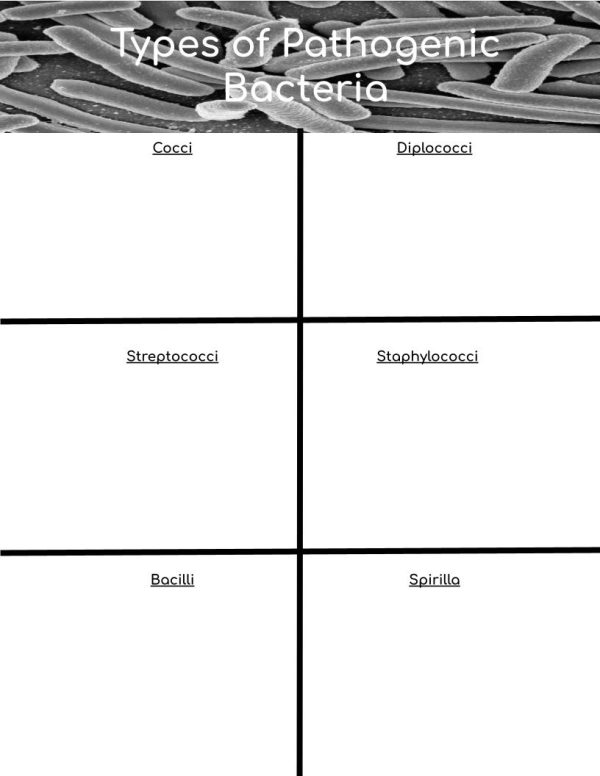 Cosmetology Infection Control - Types of Bacteria Graphic Organizer ...