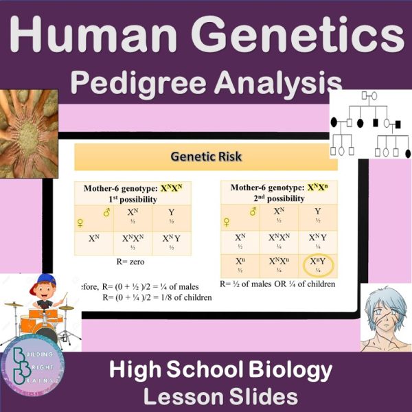 Human Genetics Pedigree Analysis | PowerPoint Lesson Slides High School ...
