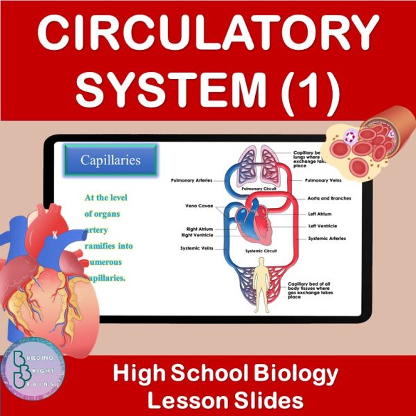 Circulatory System Part 1 | PowerPoint Lesson Slides High School ...