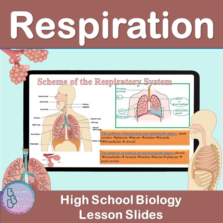 Nervous System Part 1 | PowerPoint Lesson Slides High School Biology ...