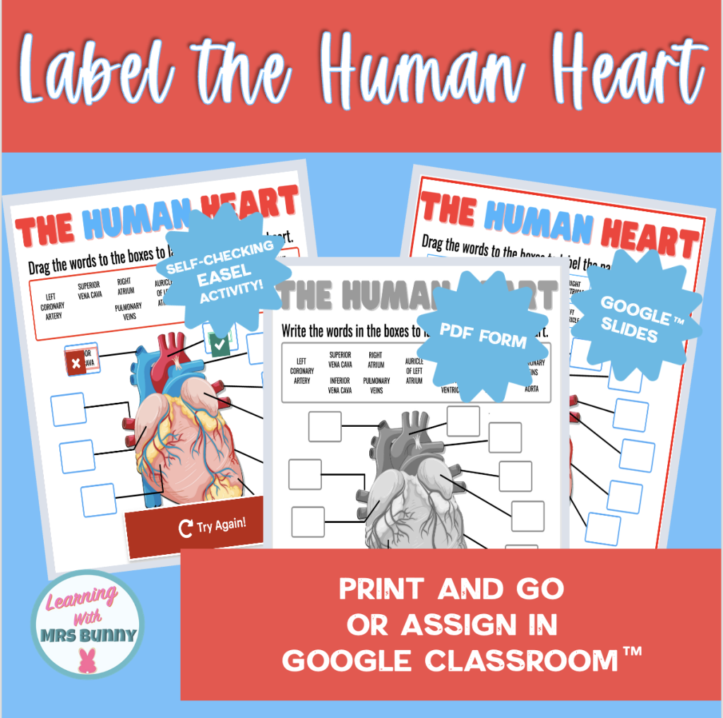 Label the Human Heart | Made By Teachers