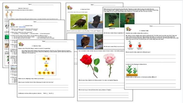 3rd Grade Science Practice Inherited Traits 3.LS3.1 (Paper & Digital ...