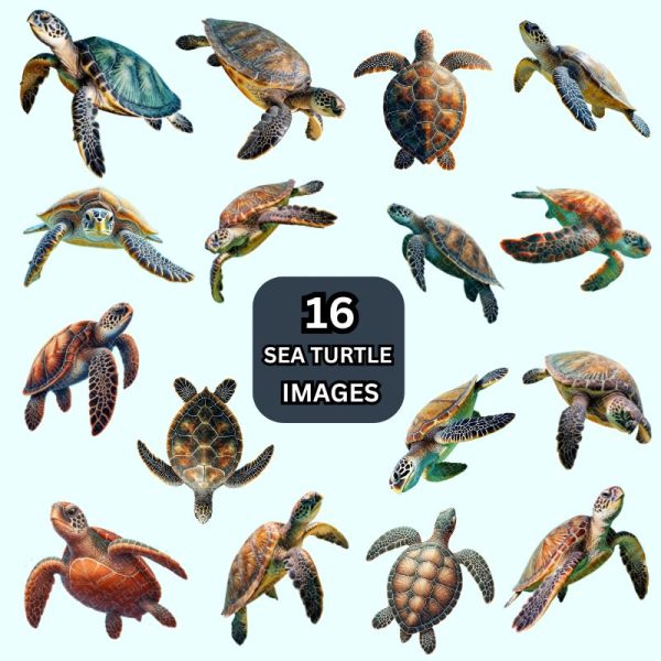 Sea Turtles Svg Eps Png Jpg Pdf, Sea Animal Vector, 16 Turtle Cut Files ...