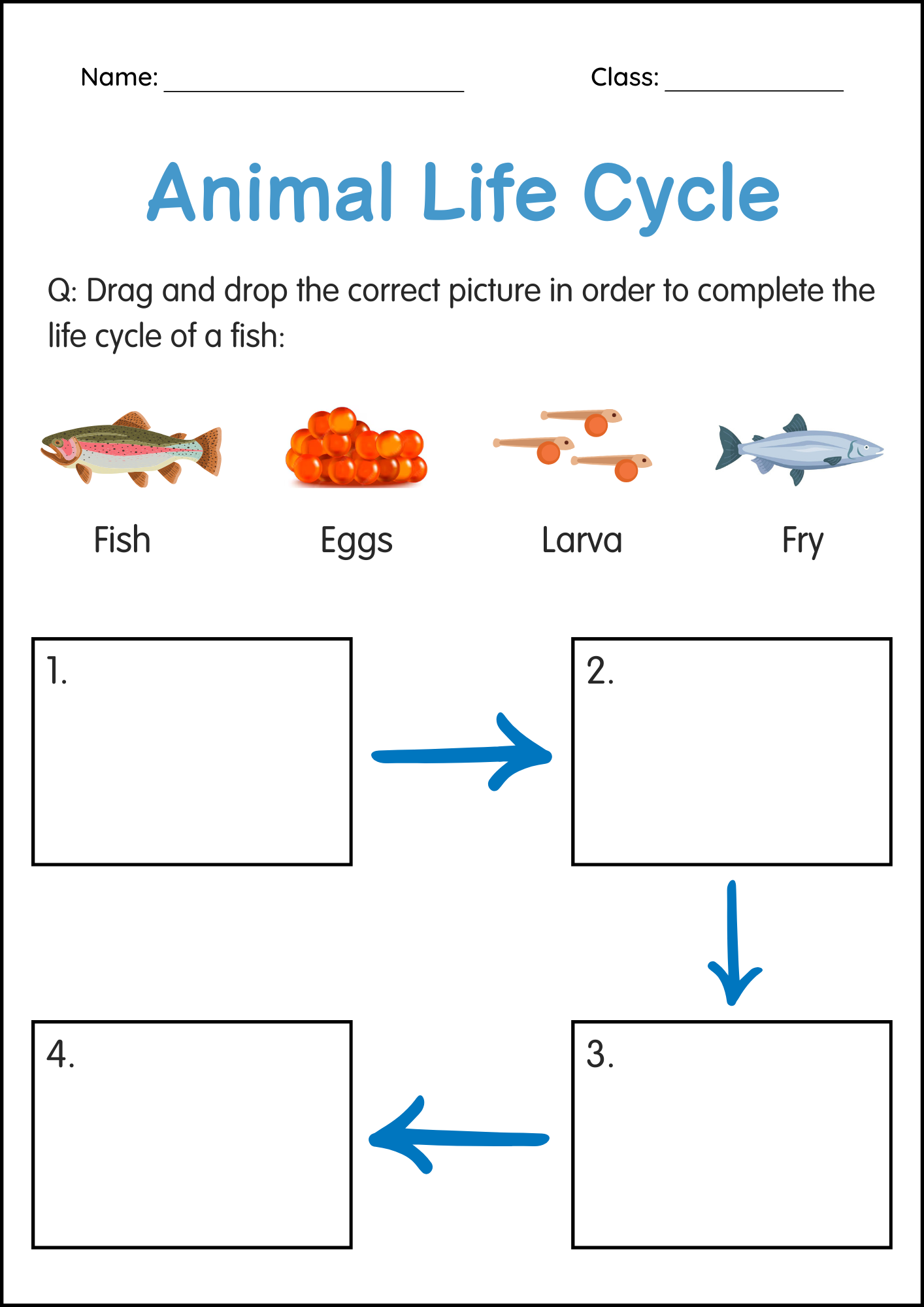 Printable Animals Life Cycle Activity Worksheets for Grade 1, 2, 3 ...