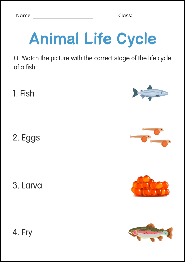 Printable Animals Life Cycle Activity Worksheets for Grade 1, 2, 3 ...