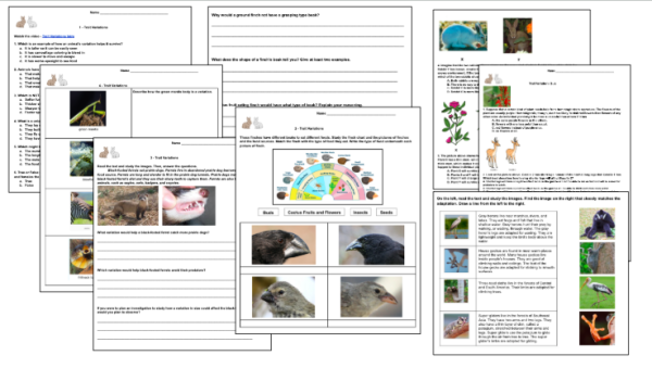 3rd Grade Science Practice Trait Variations 3.LS4.2 (Paper & Digital ...