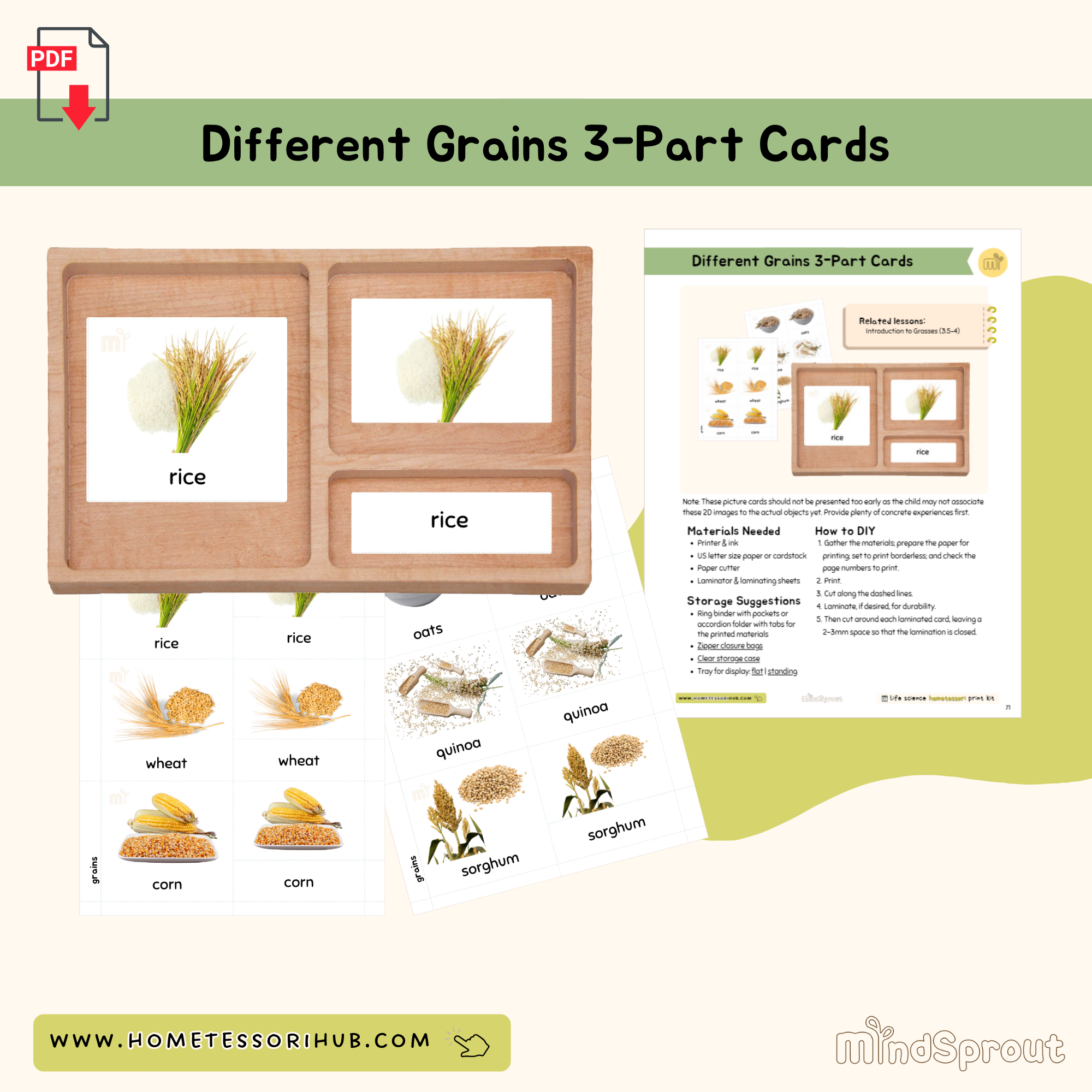 Clam Life Cycle 3-Part Cards and Chart Zoology Montessori Printable ...
