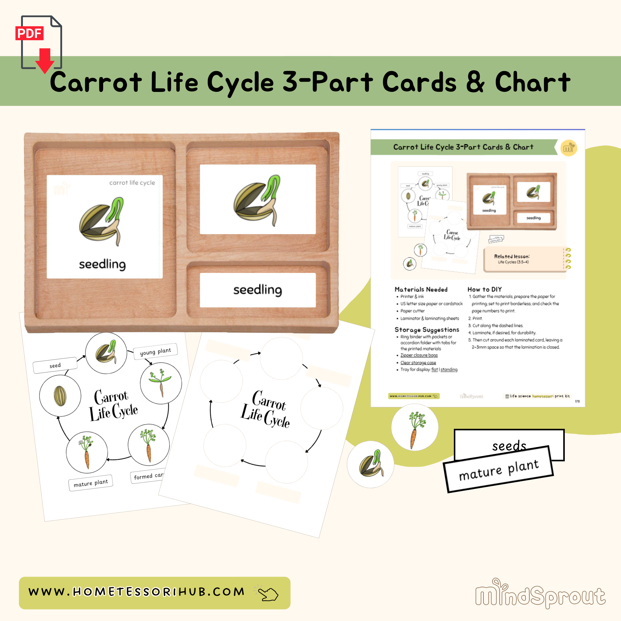 Carrot Life Cycle 3-Part Cards and Chart Botany Montessori Printable ...
