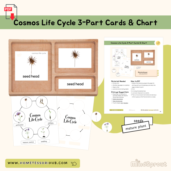 Cosmos Life Cycle 3-Part Cards and Chart Botany Montessori Printable ...