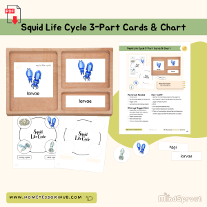 Squid Life Cycle 3-Part Cards and Chart Zoology Montessori Printable ...