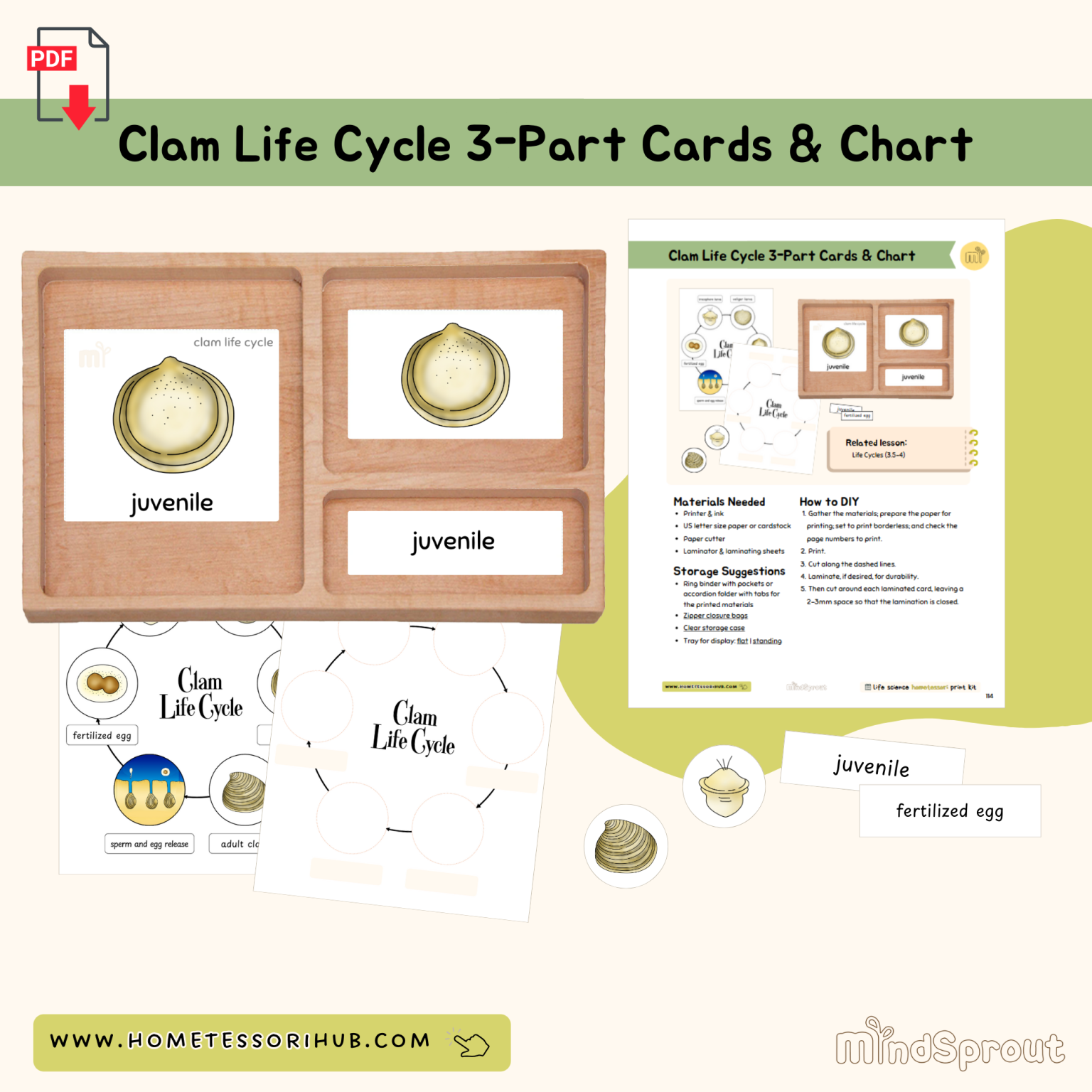 Clam Life Cycle 3-Part Cards and Chart Zoology Montessori Printable ...