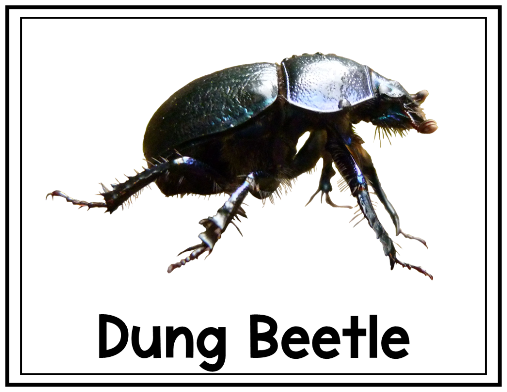 Realistic Bug Photo Cards | Made By Teachers