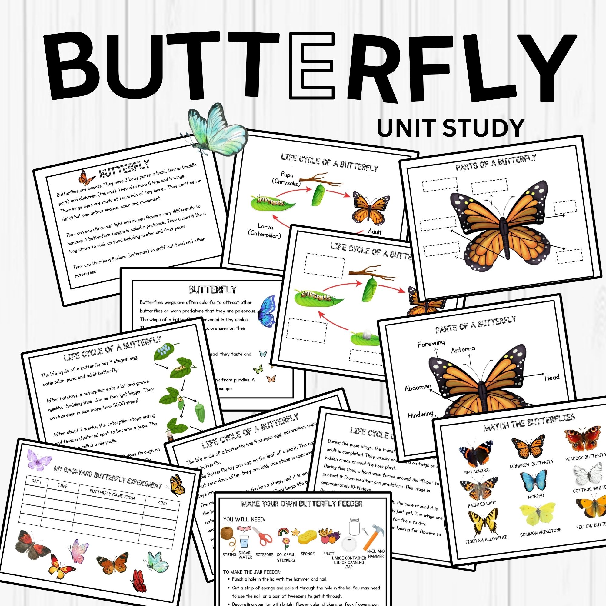 Human Anatomy Study Bundle Kids Circulatory System Heart Unit Study ...