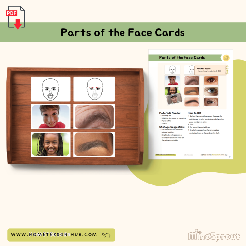 Parts of the Face Cards Zoology Montessori Printable Material | Made By ...