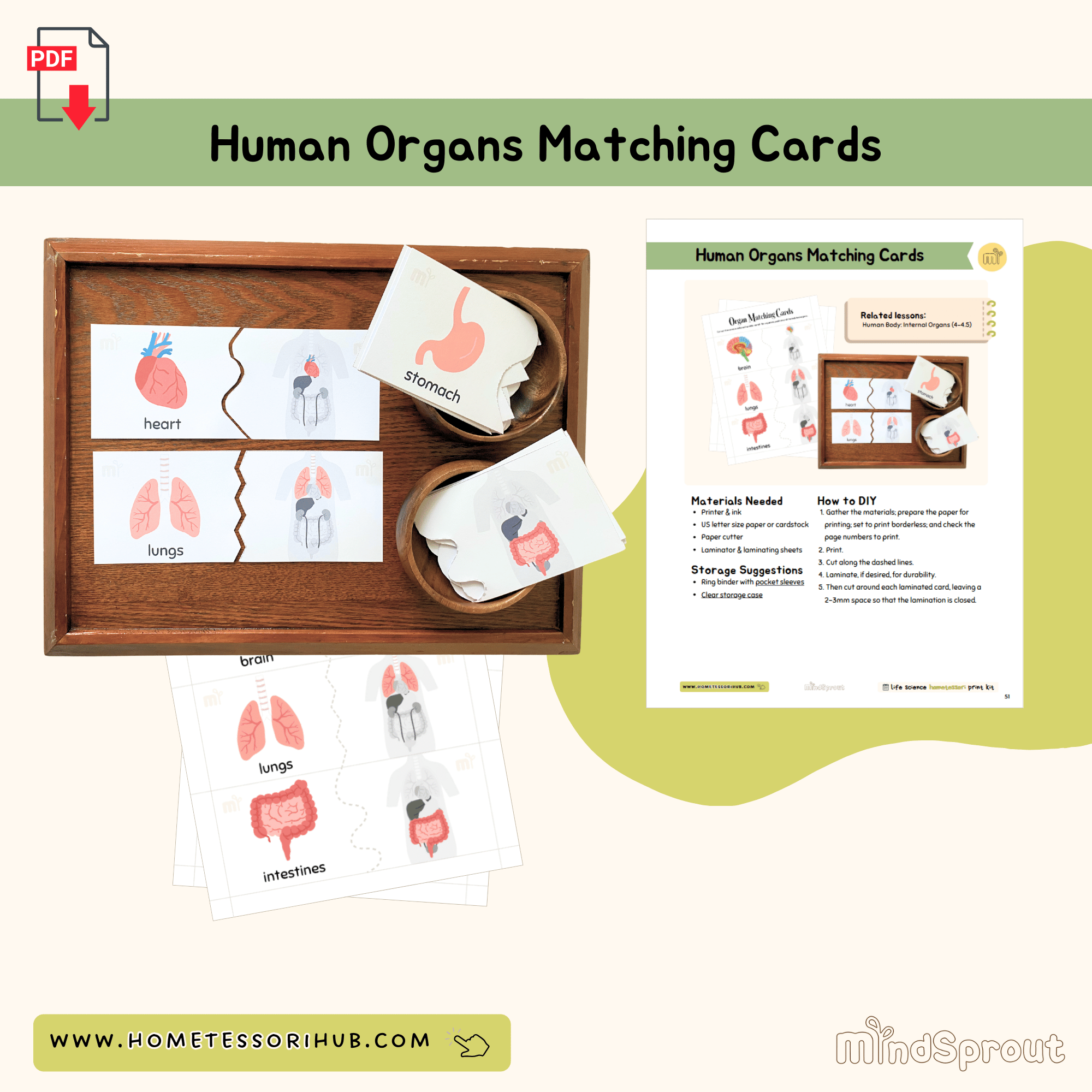 Potato Life Cycle 3-Part Cards and Chart Botany Montessori Printable ...