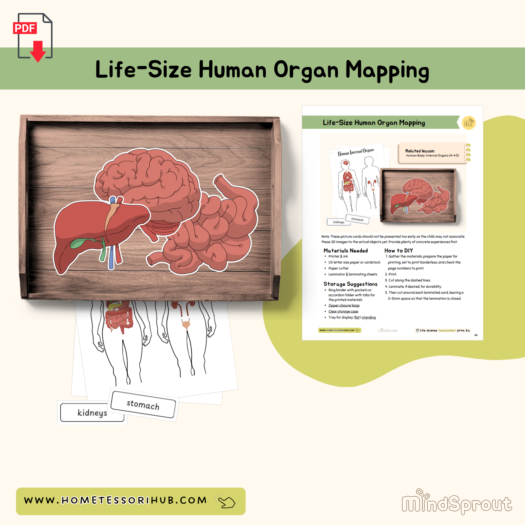 Clam Life Cycle 3-Part Cards and Chart Zoology Montessori Printable ...