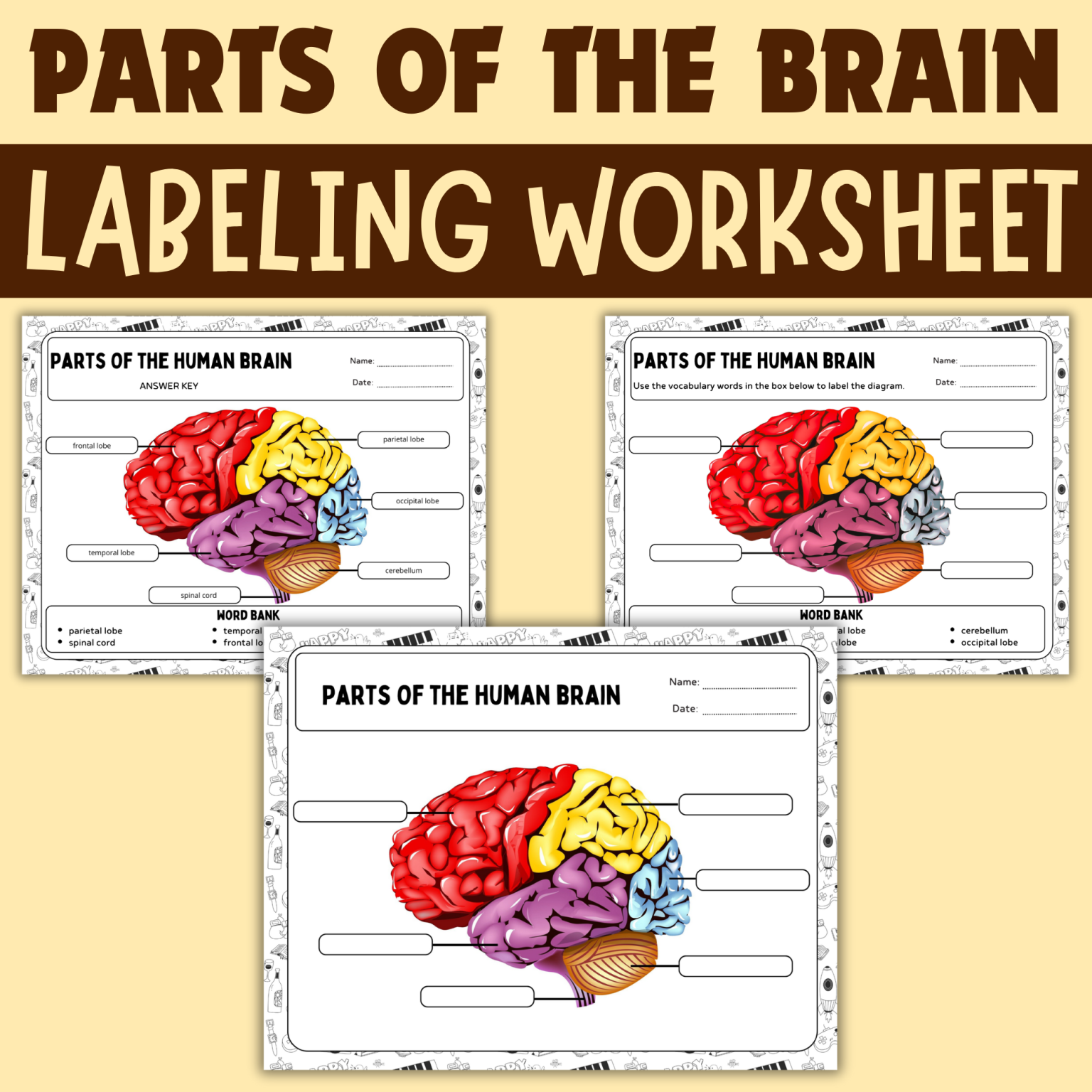Parts of Human Brain Activity Worksheets - Labeling, Coloring Pages ...