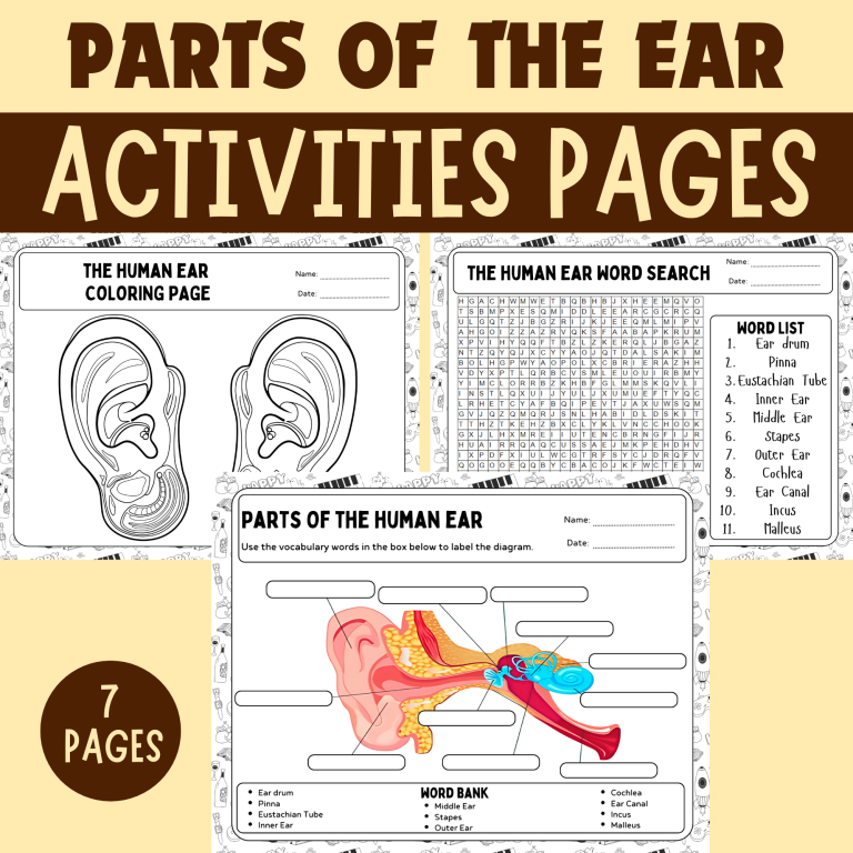 Parts of the Human Ear Activities - Anatomy Of the Ear - Diagram ...