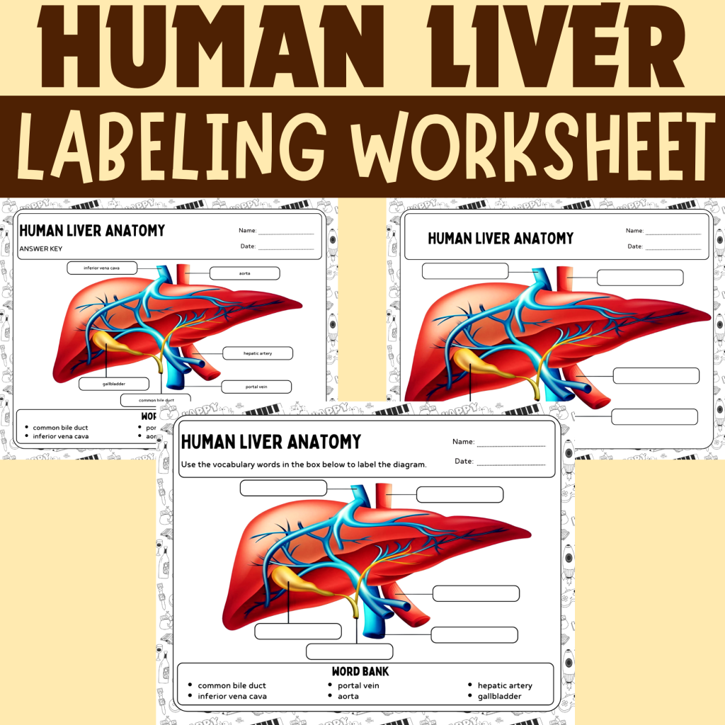 Human Liver Anatomy Activities - Labeling Worksheets ,Educational Tools ...