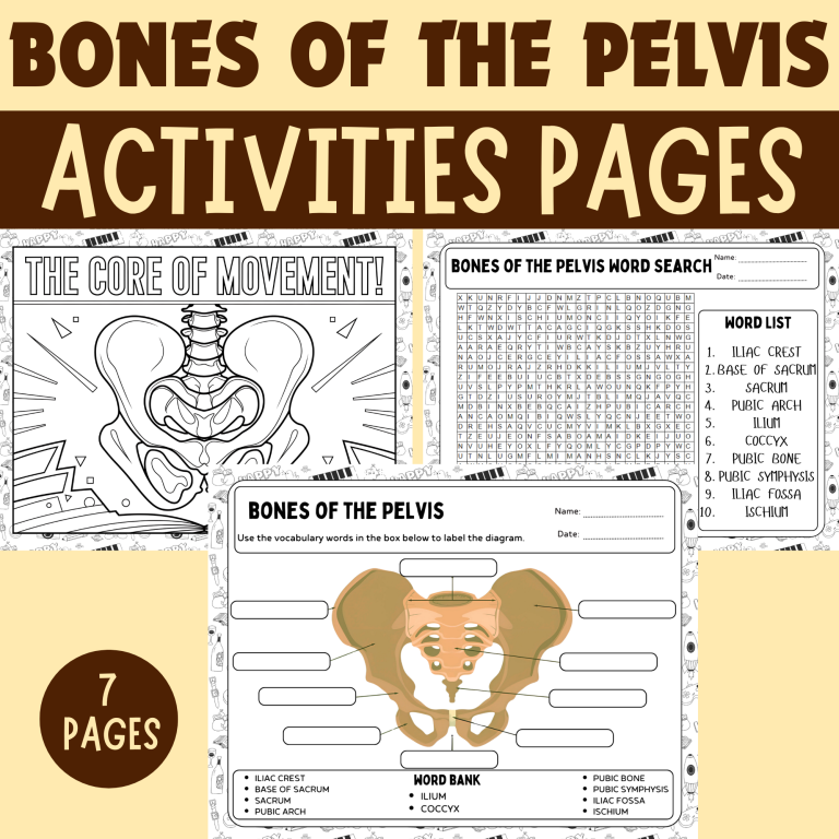Bones of the Pelvis Anatomy Activities - Labeling Worksheets, Coloring ...