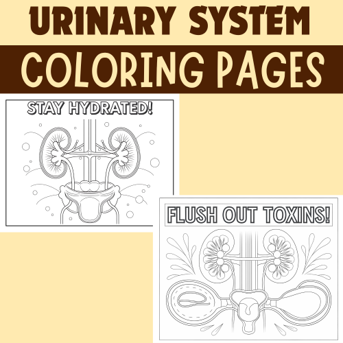 Human Urinary System Activities - Labeling Worksheets Resources for ...