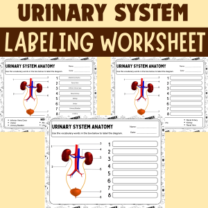 Human Urinary System Activities - Labeling Worksheets Resources for ...