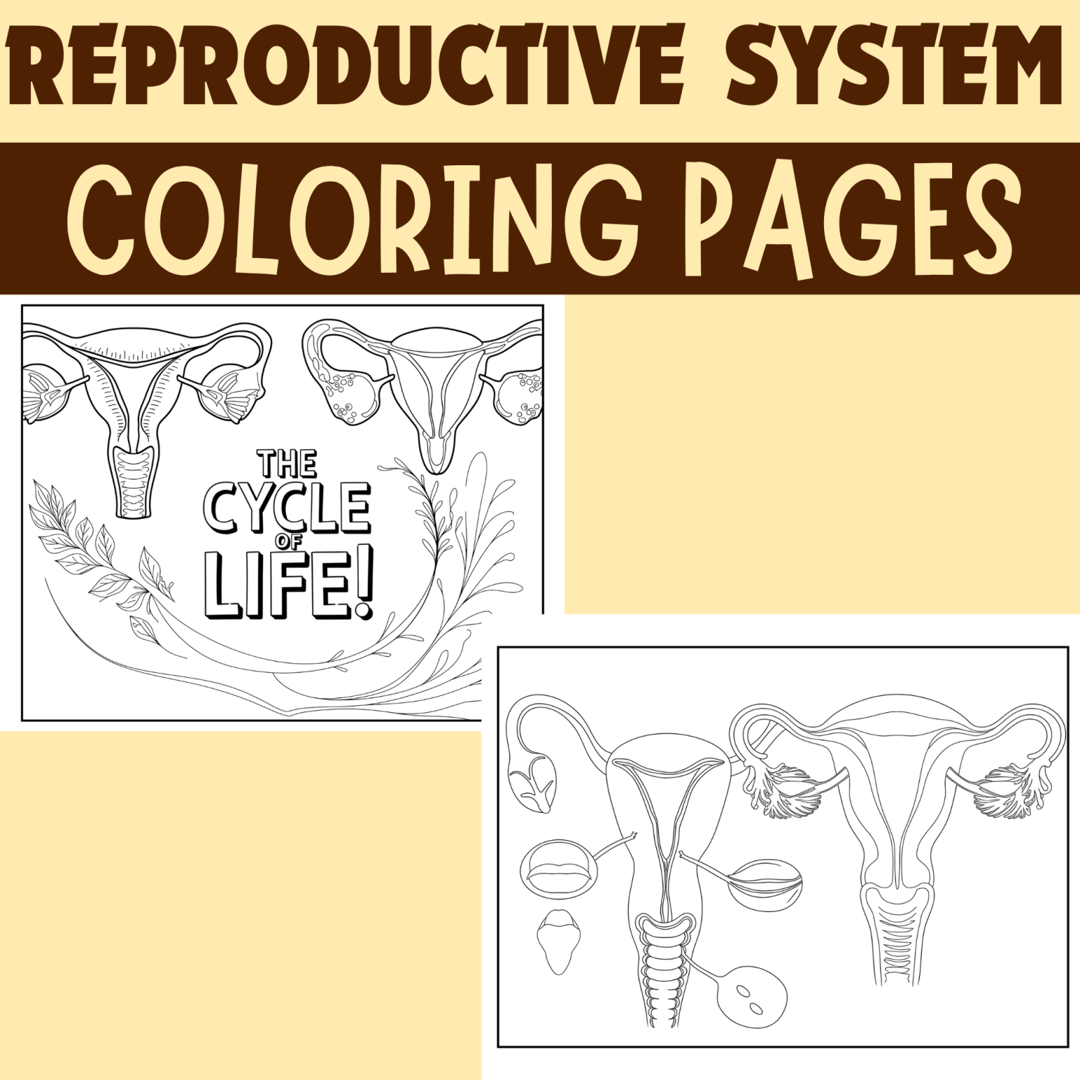 Human Reproductive System Activities - Female & Male Diagram Labeling ...
