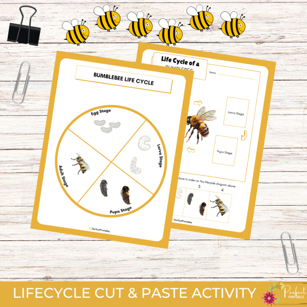 Life Cycle of a Bumblebee Worksheet - Insect Science Unit Study With ...